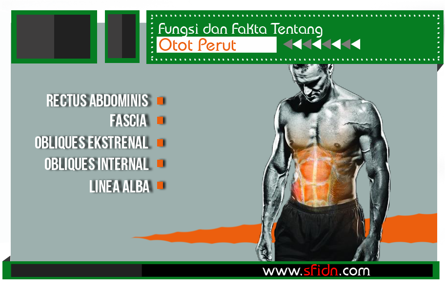 Fungsi dan Fakta Tentang Otot Perut